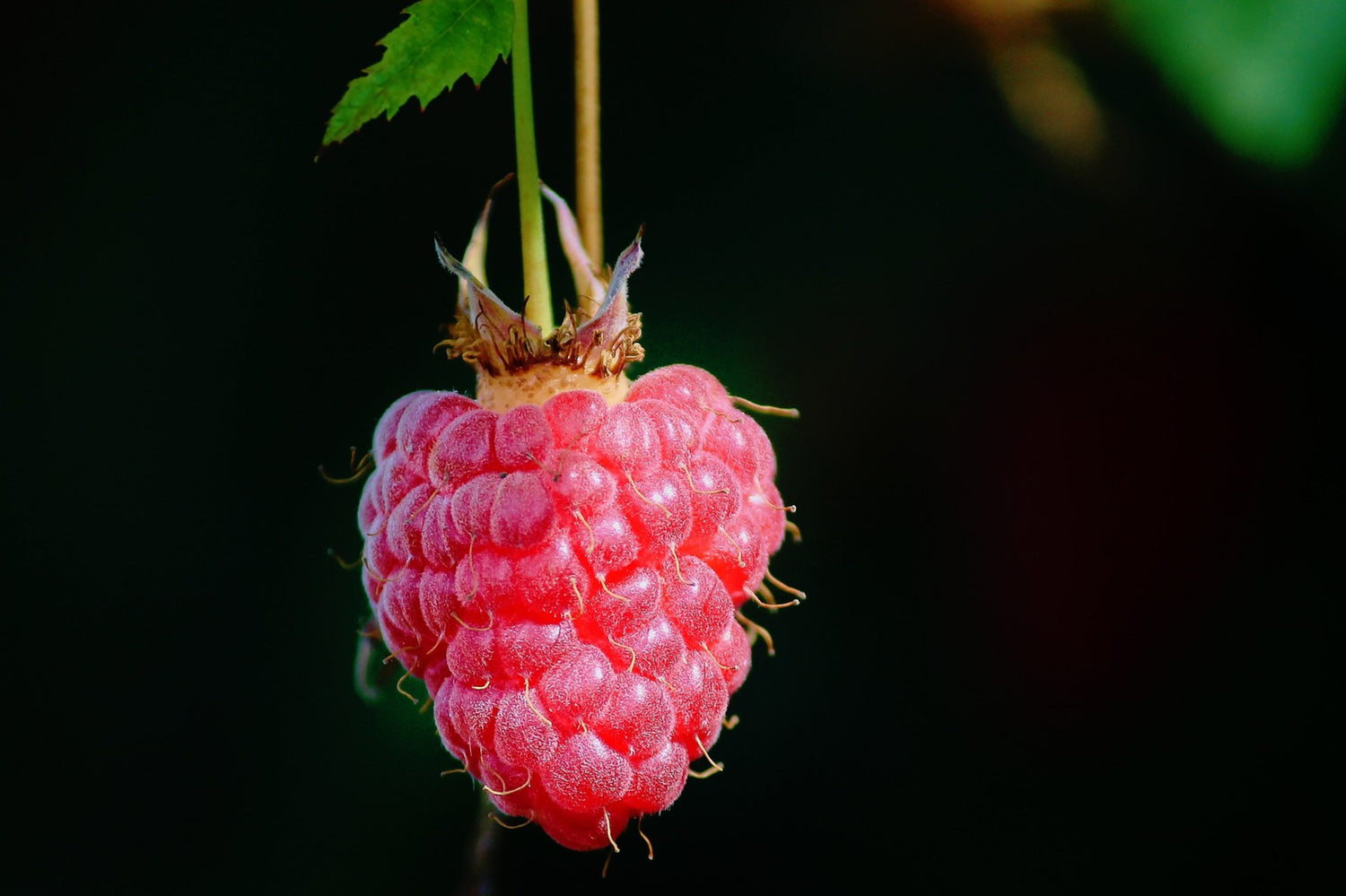 5 Delicious and Creative Raspberry Recipes using Dolce Foglia Raspberry ...